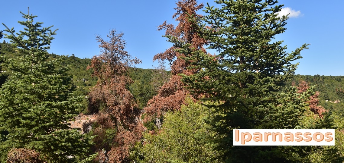 Ψήφισμα Δημοτικού Συμβουλίου Λεβαδέων σχετικά με την ξήρανση των ελάτων ...